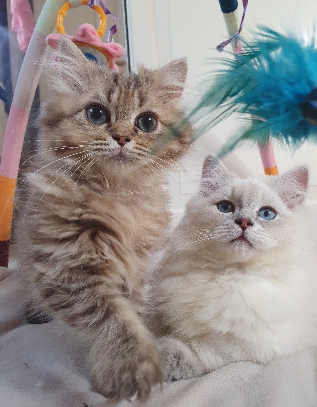 T'Choupette From Paris Royal - Chaton British Longhair Seine-Saint-Denis