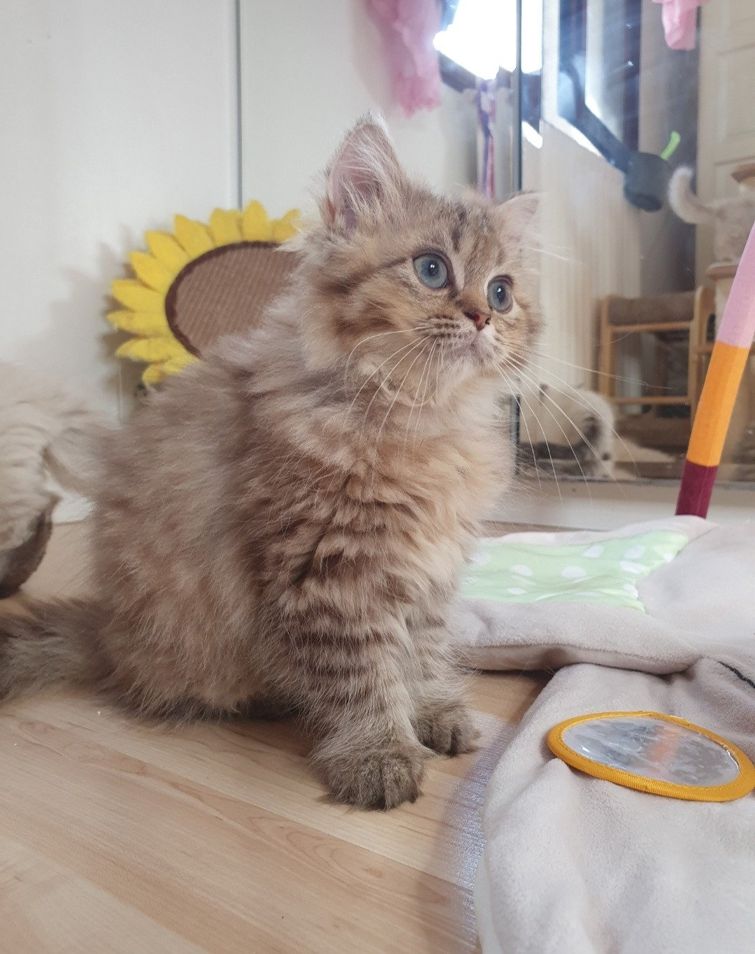 T'Choupette From Paris Royal - Chaton British Longhair Seine-Saint-Denis