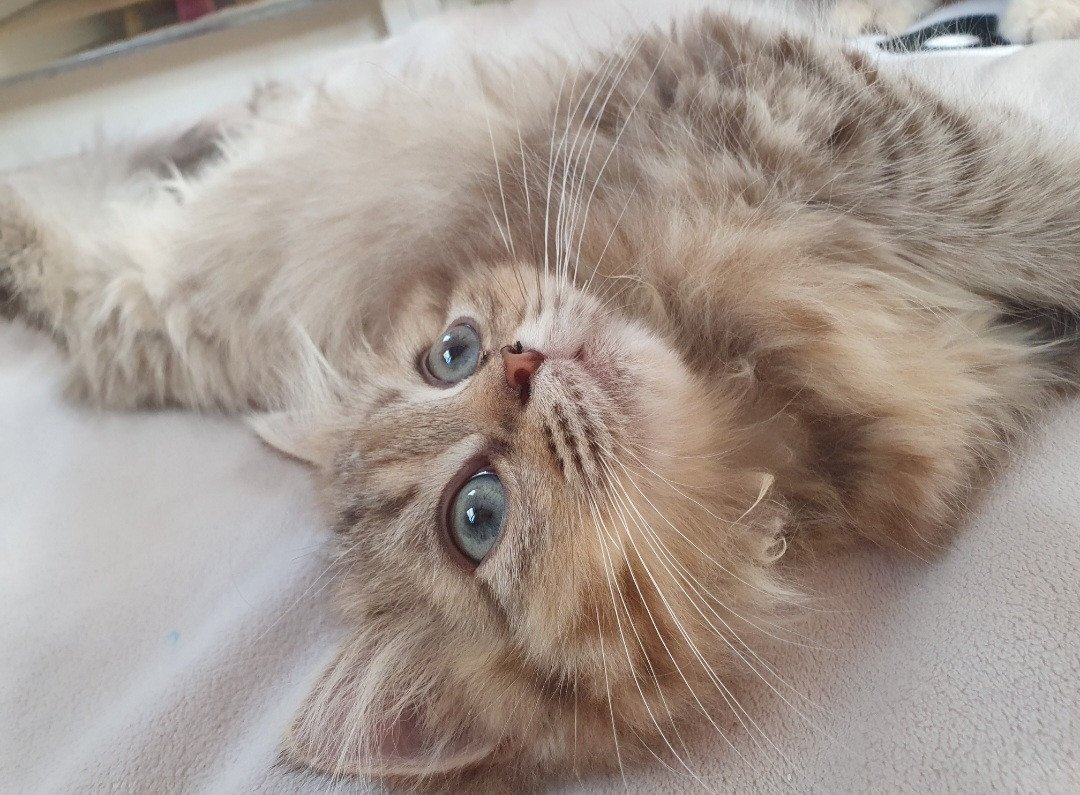 T'Choupette From Paris Royal - Chaton British Longhair Seine-Saint-Denis