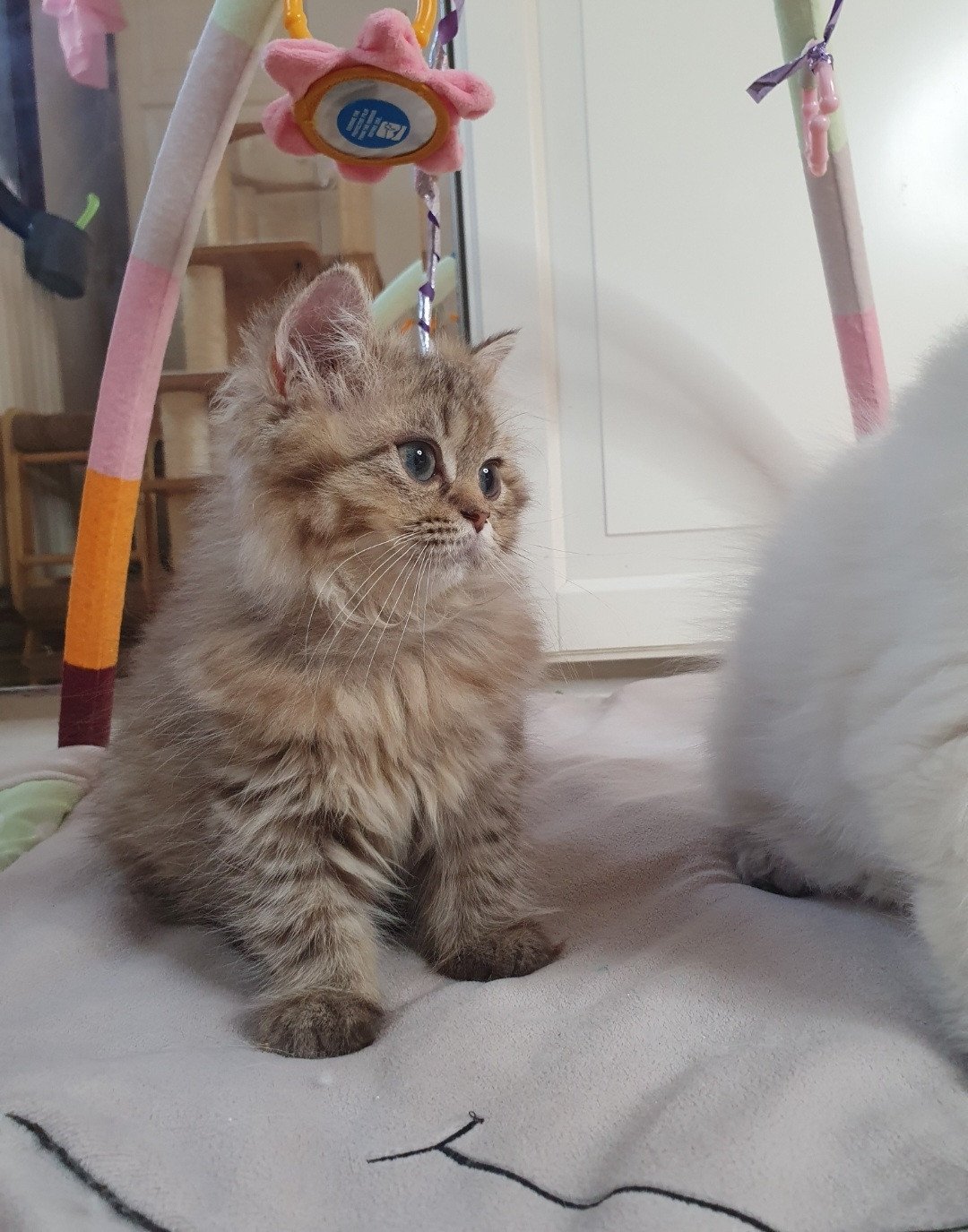 T'Choupette From Paris Royal - Chaton British Longhair Seine-Saint-Denis