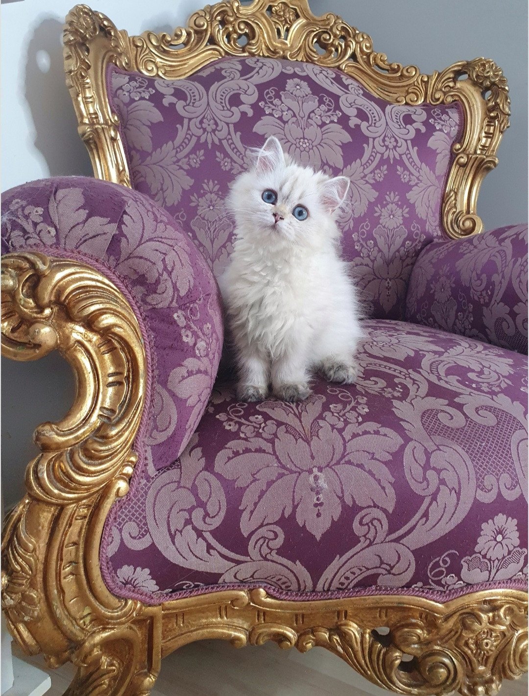 Bayra 2 From Paris Royal - Chat British Longhair Seine-Saint-Denis