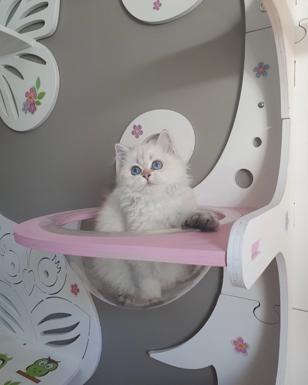 Bayra 2 From Paris Royal - Chat British Longhair Seine-Saint-Denis