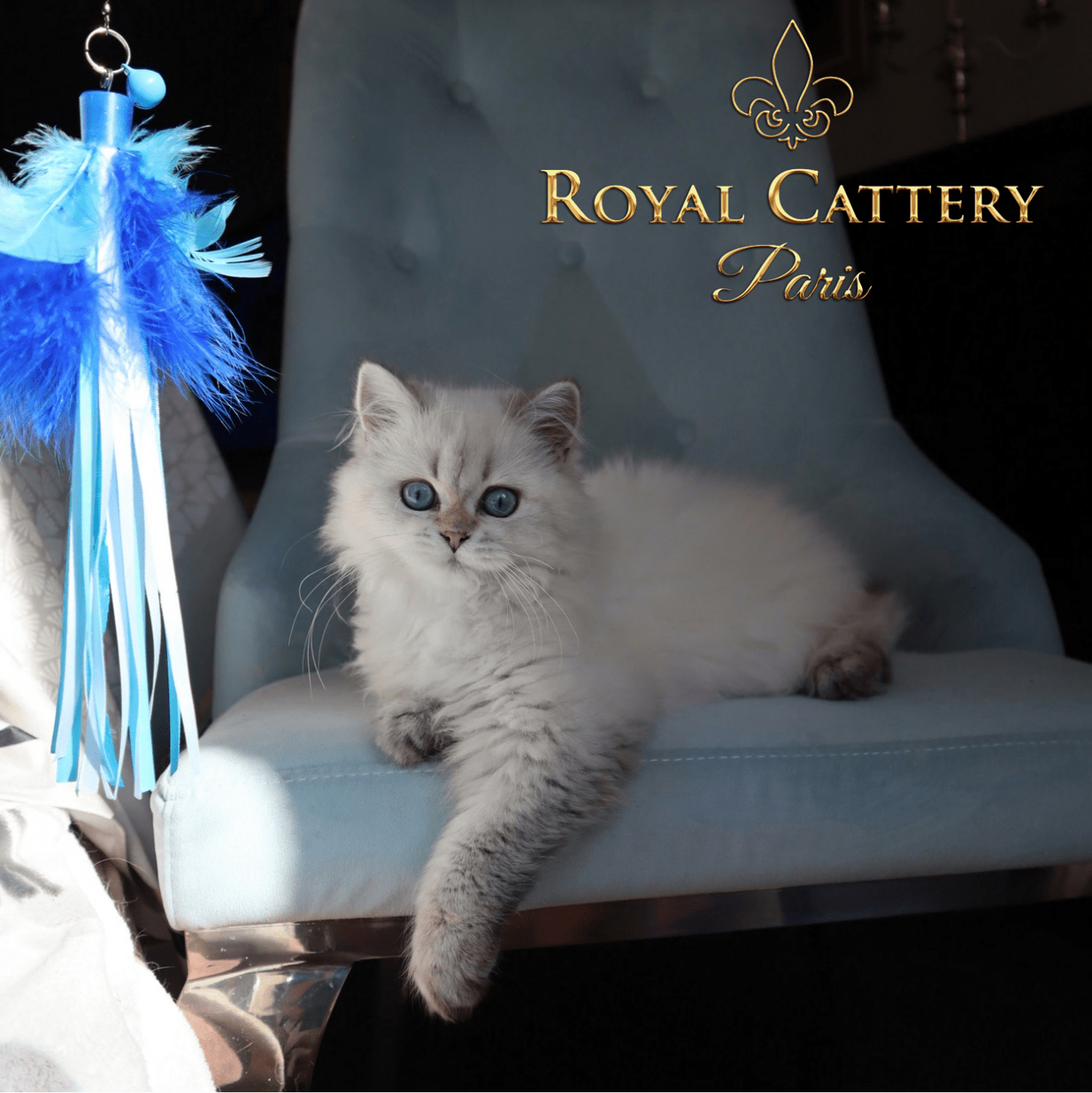 Bayra 2 From Paris Royal - Chat British Longhair Seine-Saint-Denis