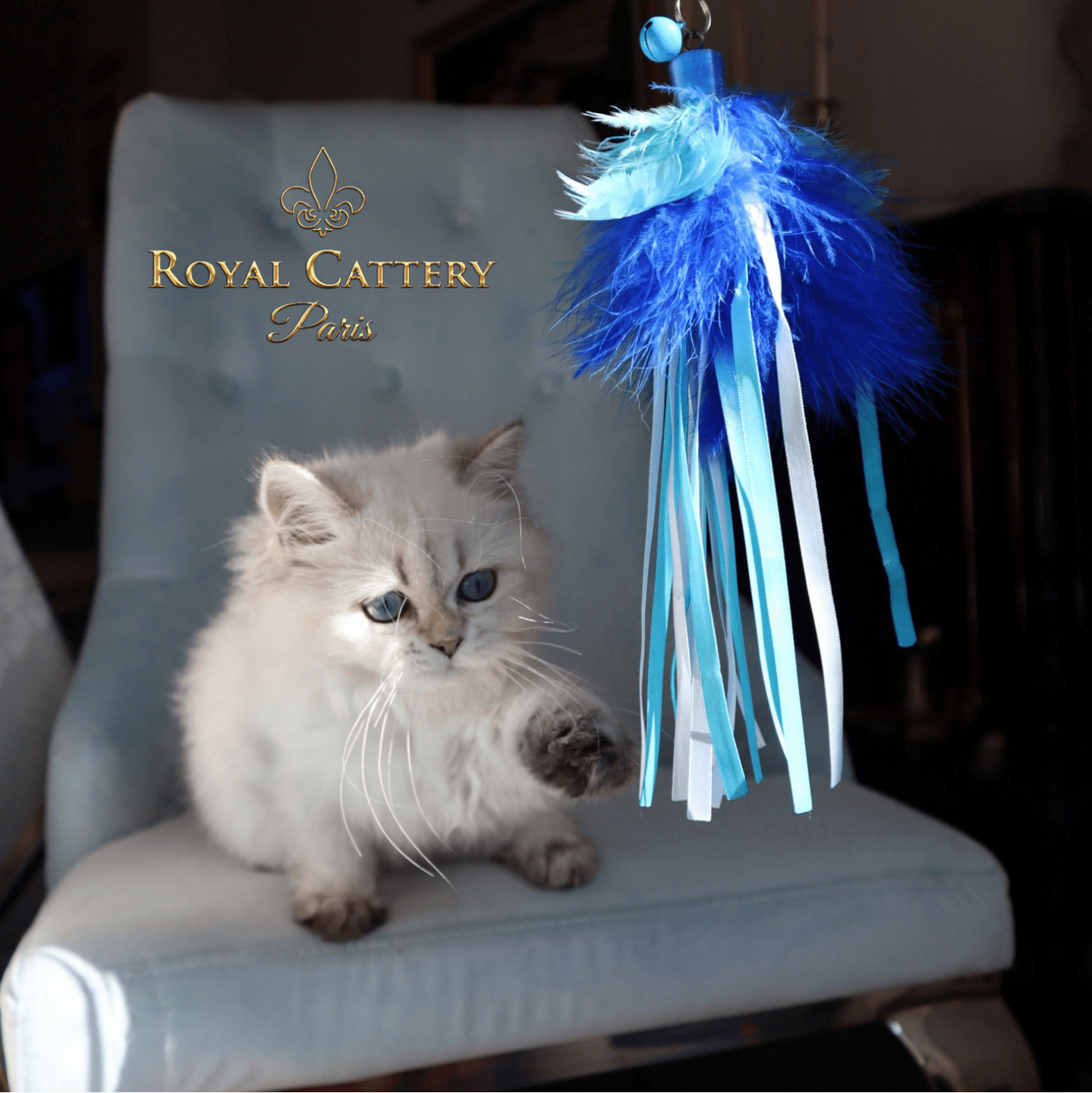Bayra 2 From Paris Royal - Chat British Longhair Seine-Saint-Denis