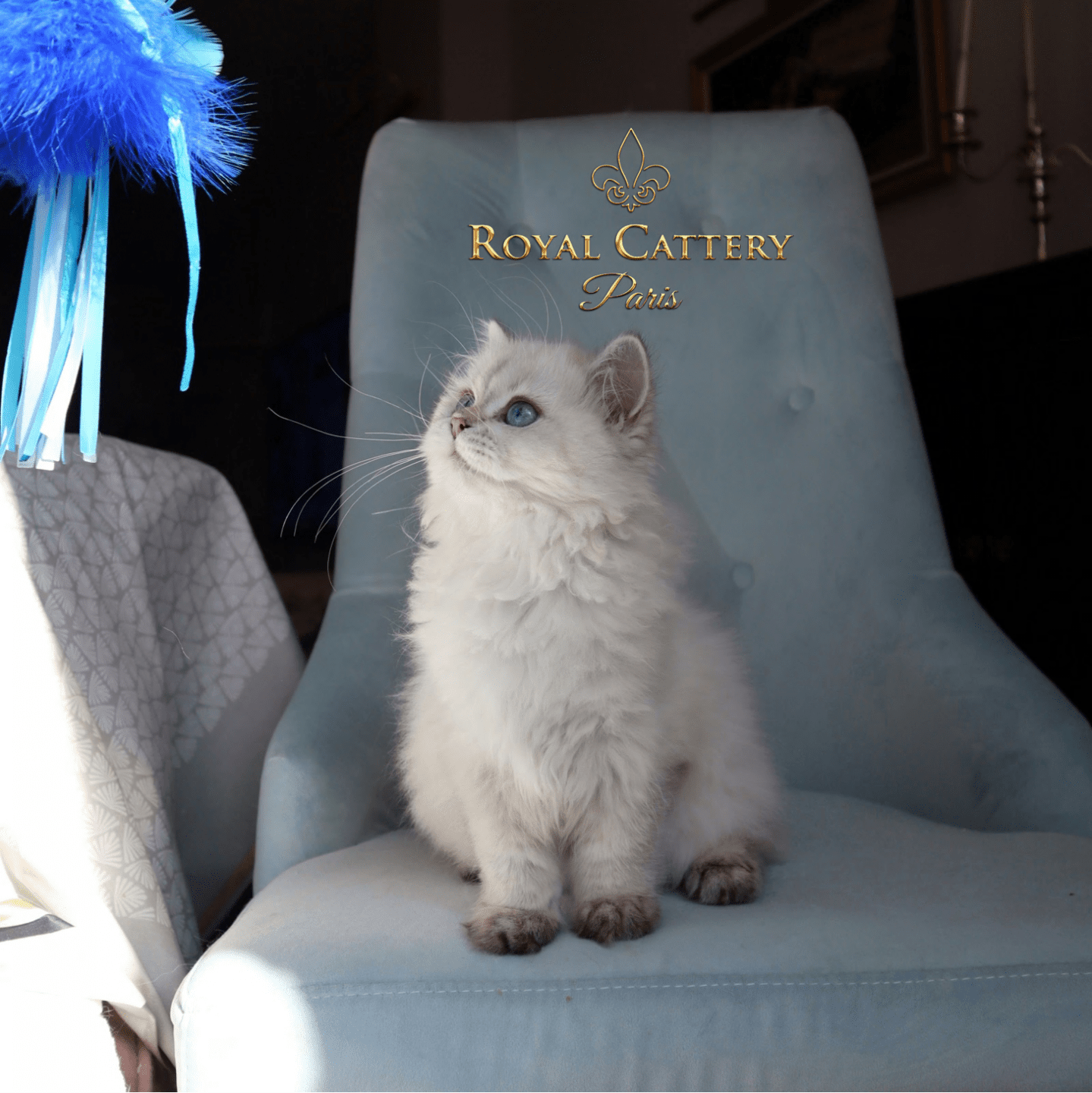 Bayra 2 From Paris Royal - Chat British Longhair Seine-Saint-Denis