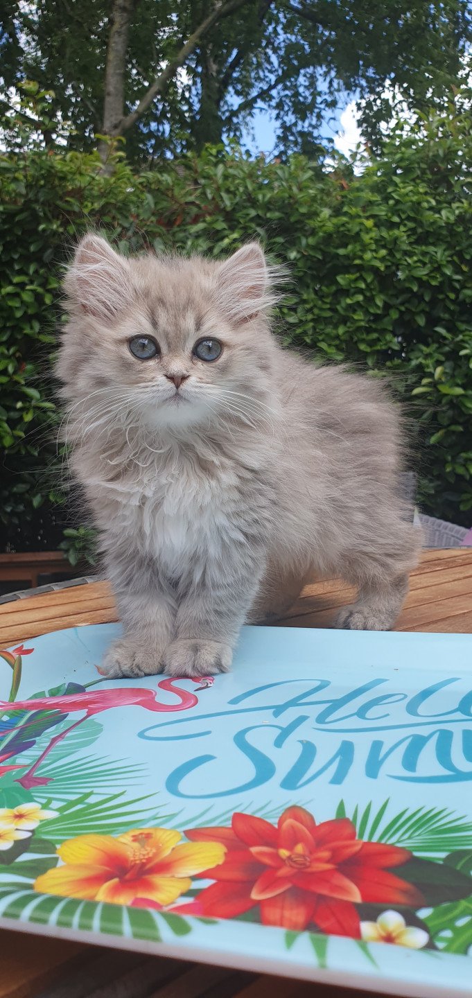 Betty Boop From Paris Royal - Chaton British Longhair Seine-Saint-Denis