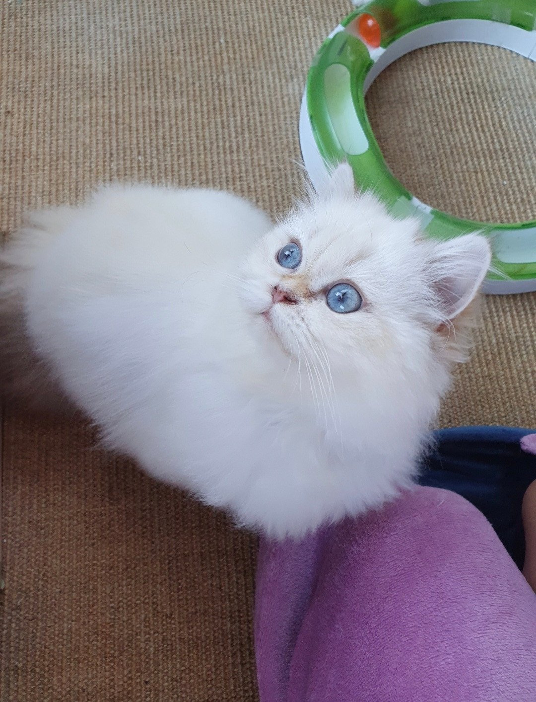 Charlize Theron From Paris Royal - Chat British Longhair Seine-Saint-Denis