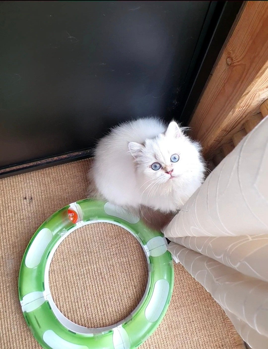 Charlize Theron From Paris Royal - Chat British Longhair Seine-Saint-Denis