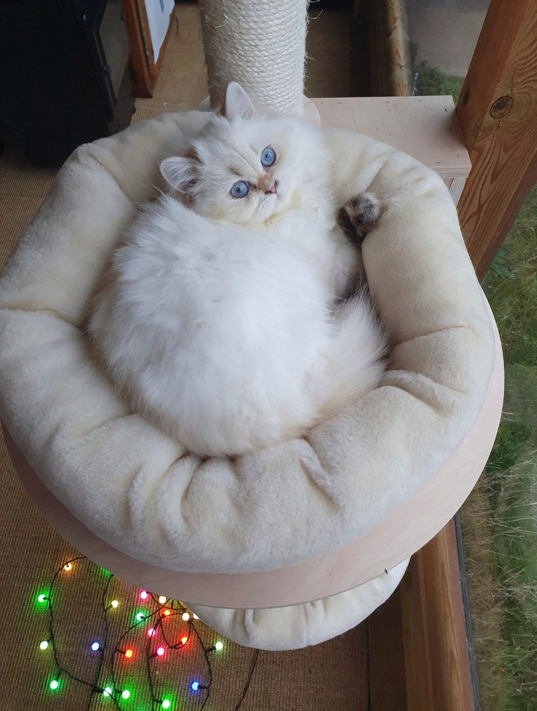 Charlize Theron From Paris Royal - Chat British Longhair Seine-Saint-Denis