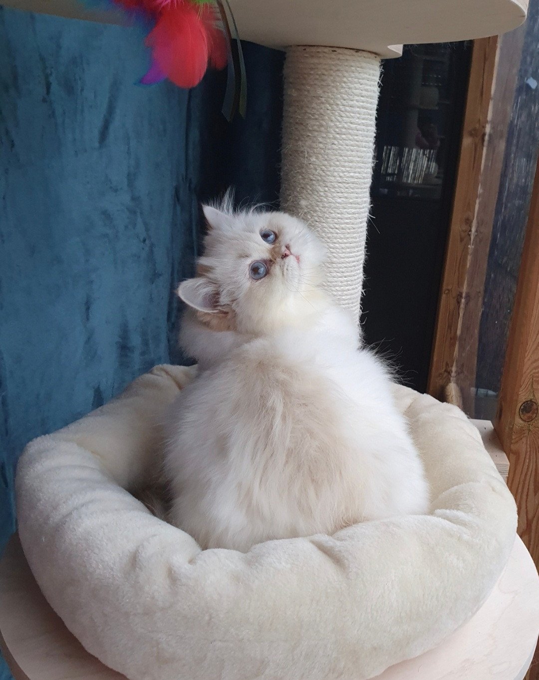 Charlize Theron From Paris Royal - Chat British Longhair Seine-Saint-Denis