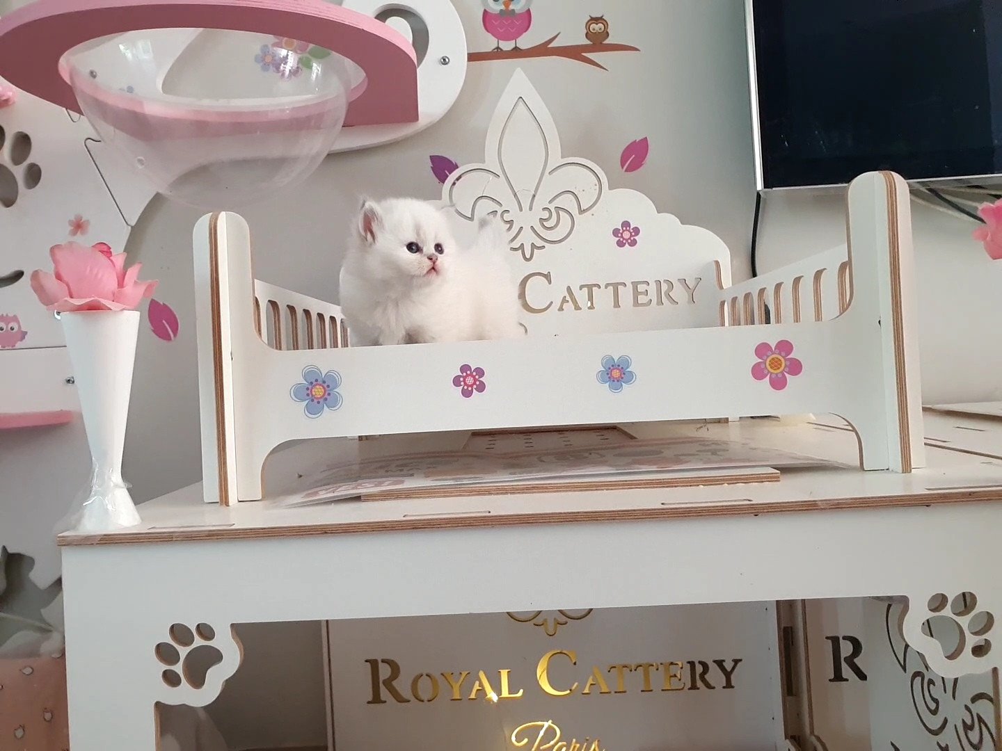 Leo From Paris Royal - Chaton d'apparence British Longhair Seine-Saint ...