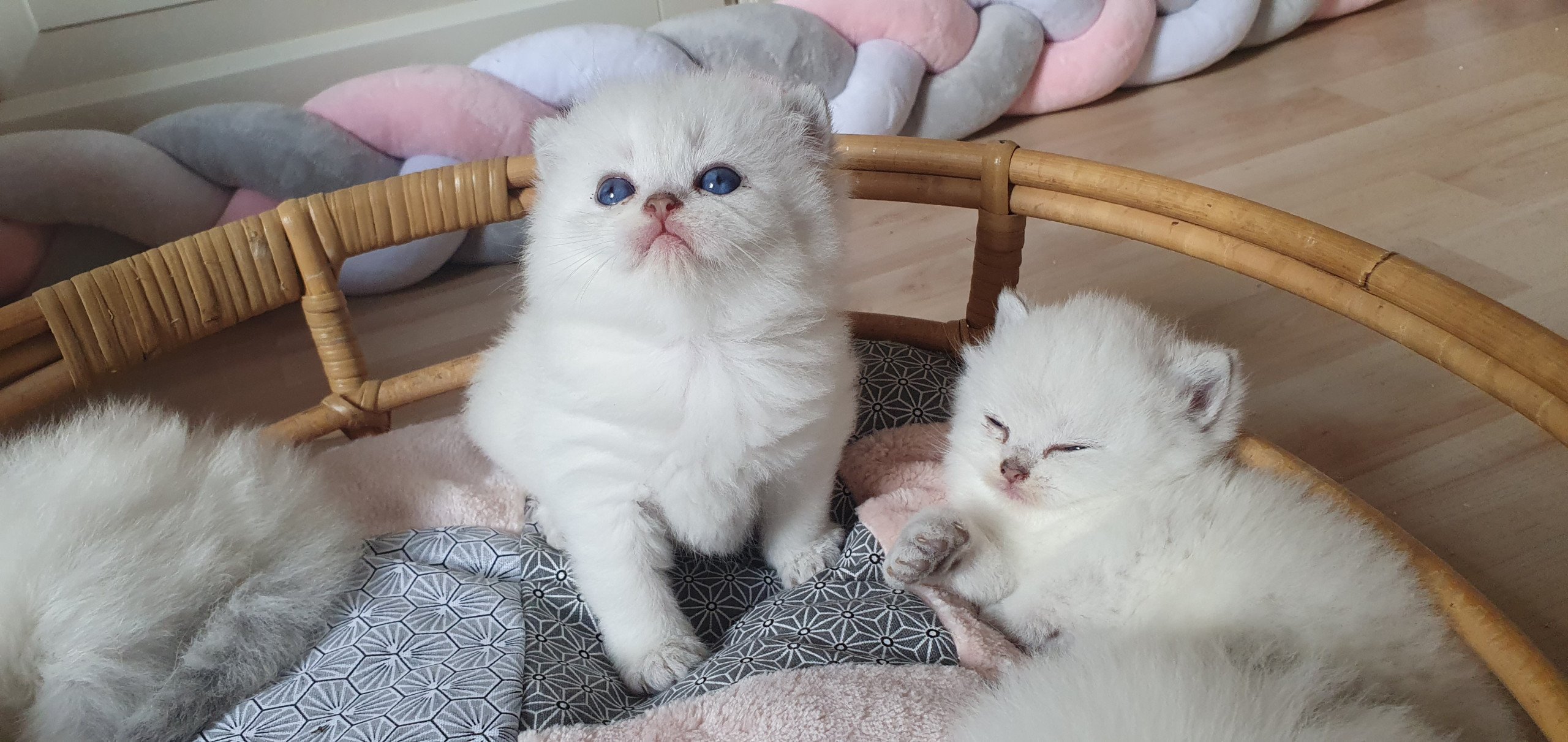 Snoopy From Paris Royal - Chaton British Longhair Seine-Saint-Denis