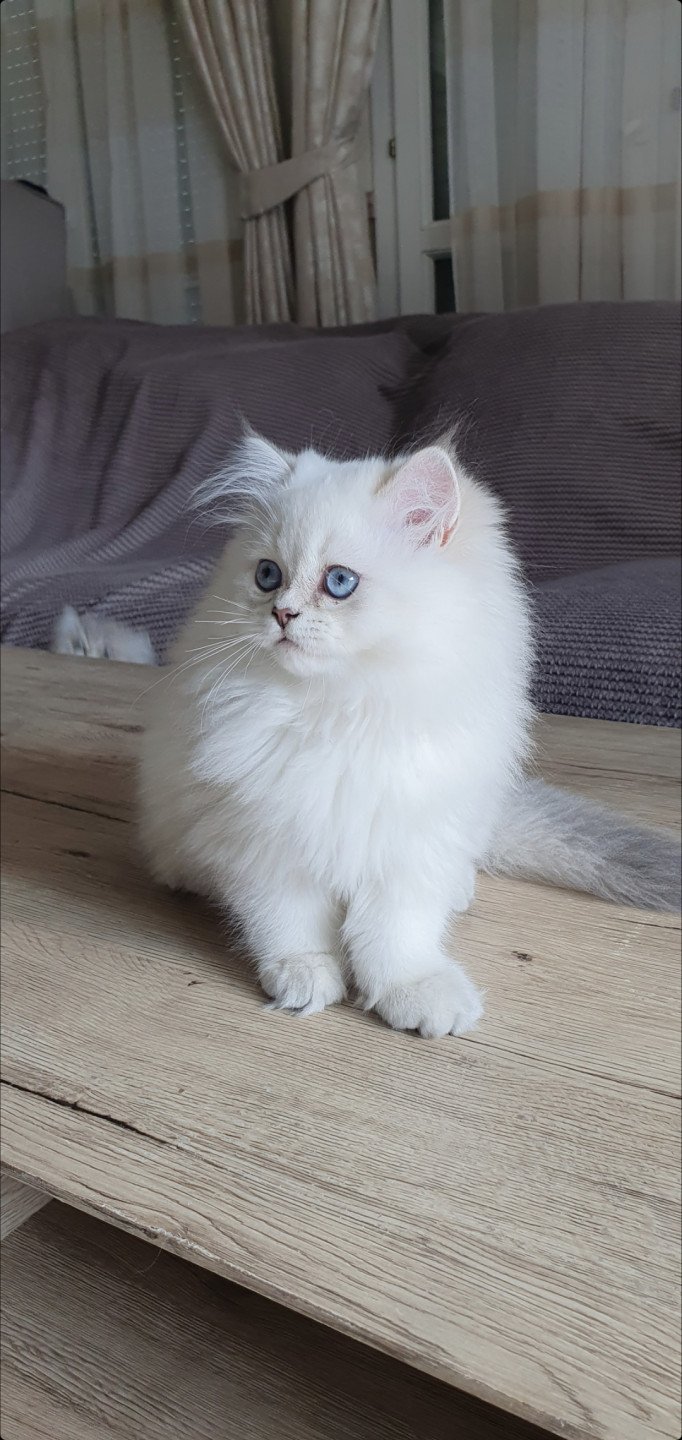 Snow - Chaton d'apparence British Longhair Seine-Saint-Denis